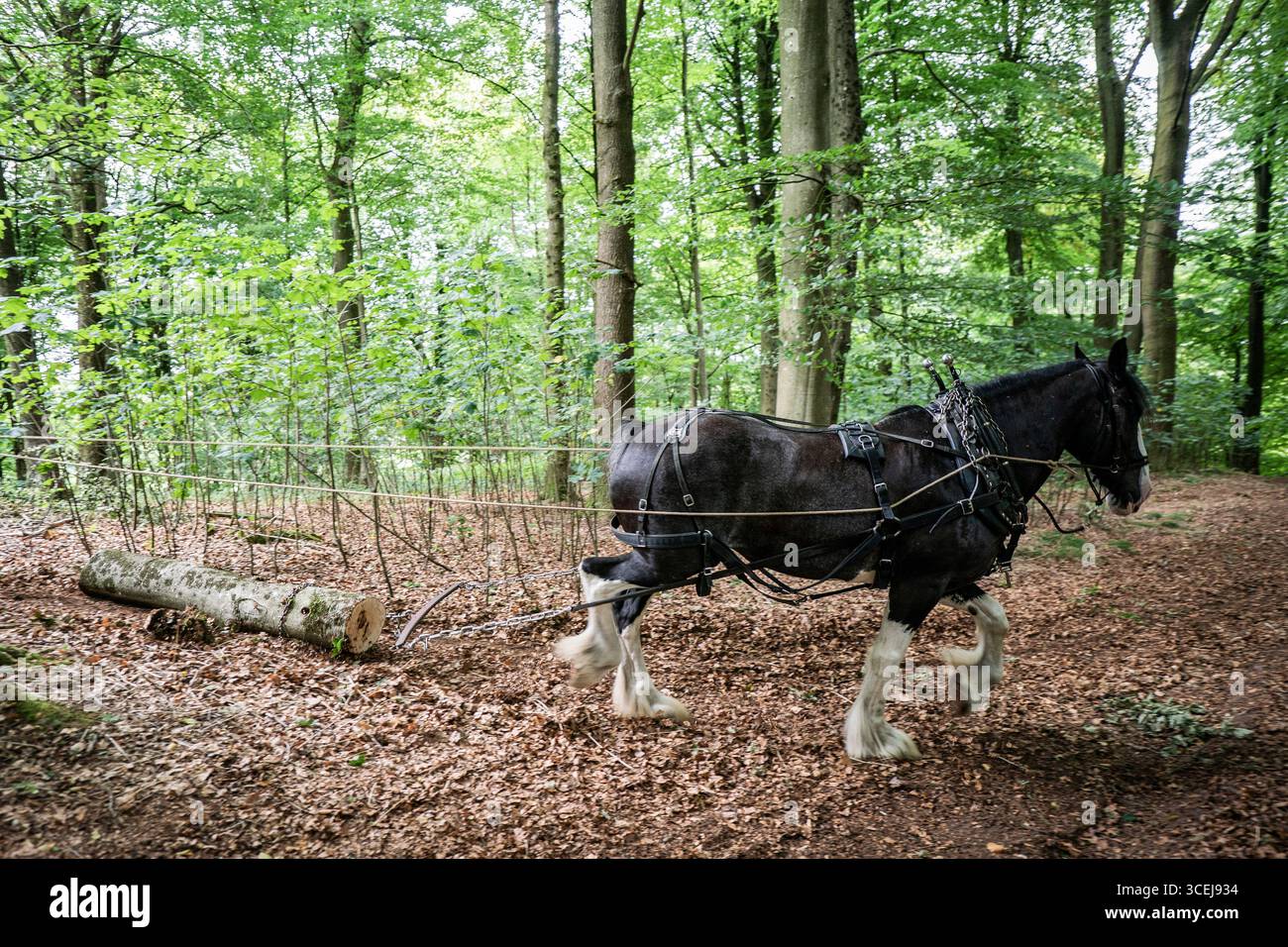 Full-time working Wessex Heavy Horses shire horse, Dime, pulls fallen ...