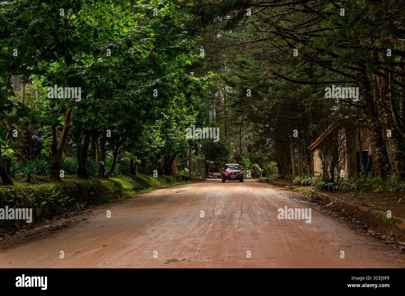 A red Nissan Kicks SUV drives on a dirt road through a dense, lush ...