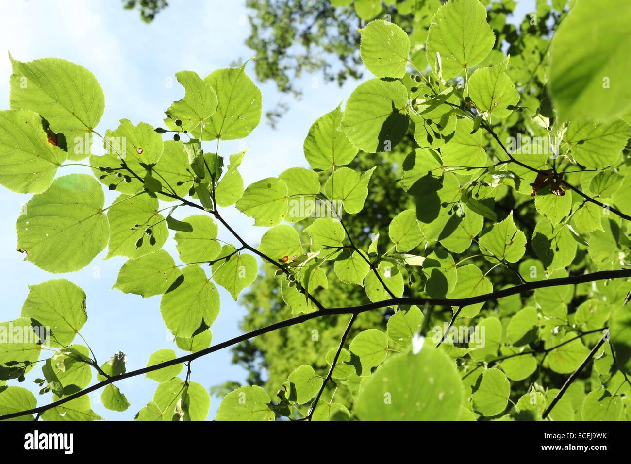 Beautiful tree with green leaves growing under blue sky, bottom view ...