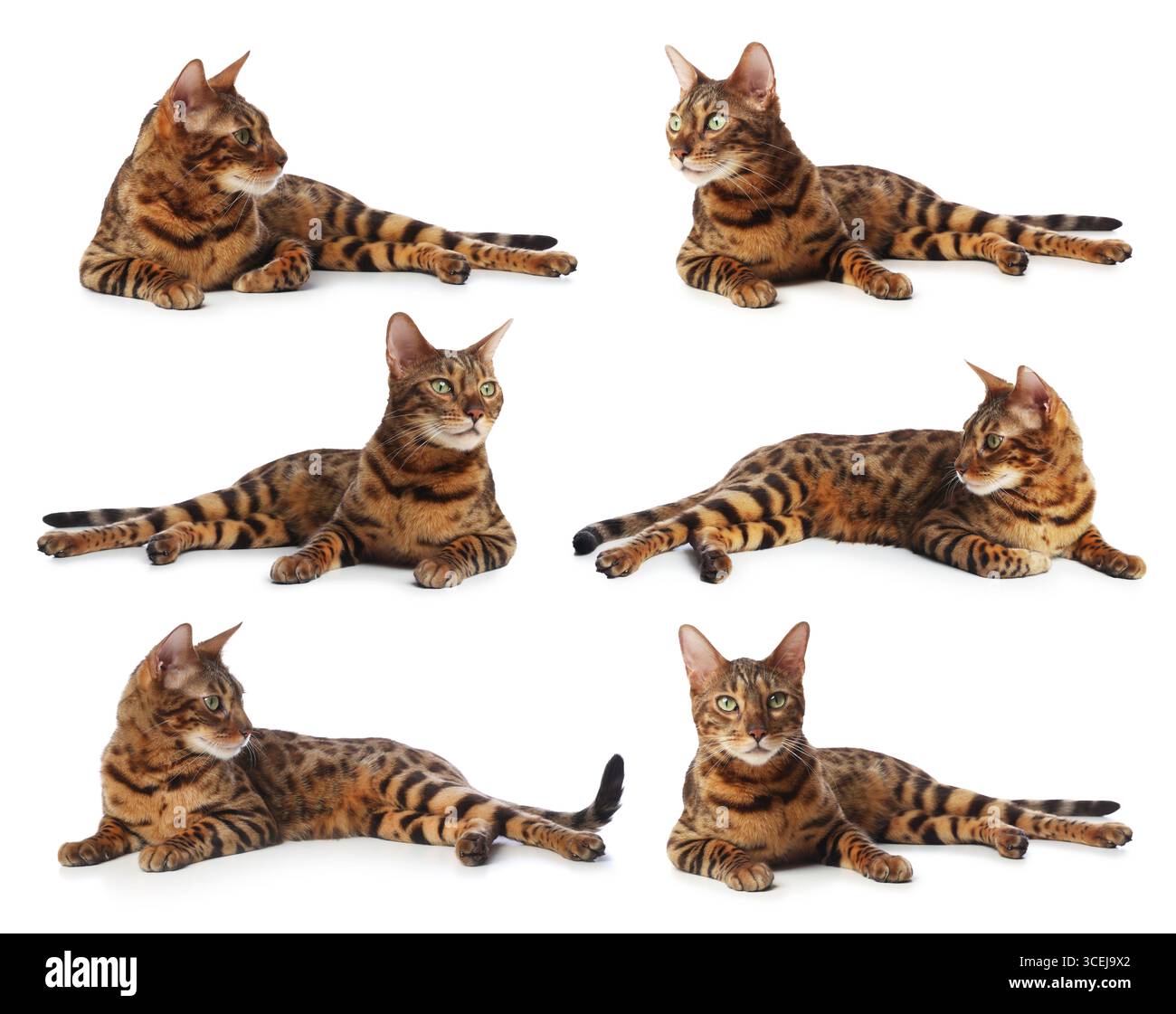Beautiful pet photos Cut Out Stock Images & Pictures - Alamy