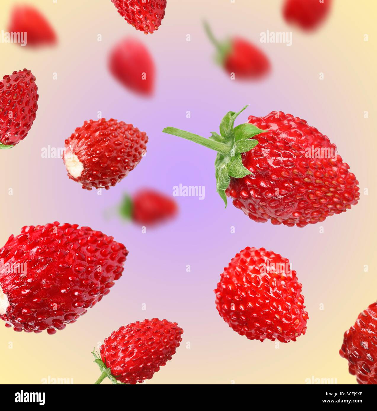Fresh ripe wild strawberries in air against color gradient background ...