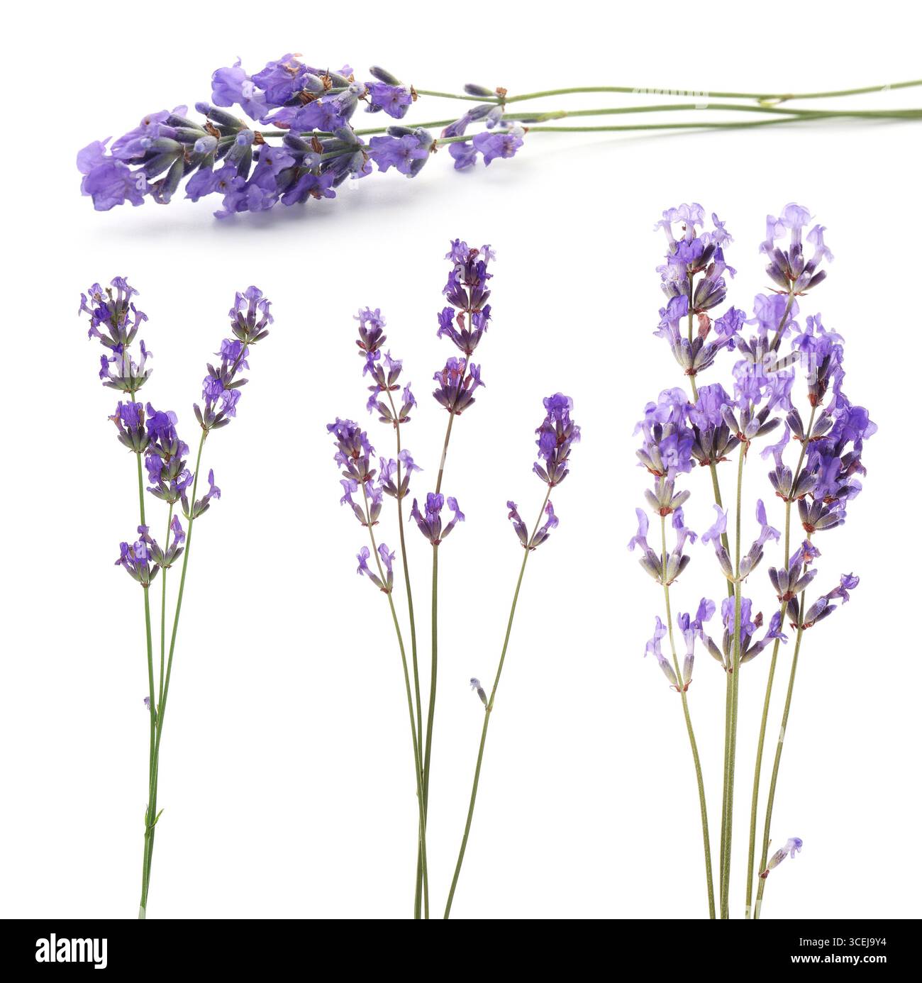 Fragrant lavender flowers isolated on white, set Stock Photo - Alamy