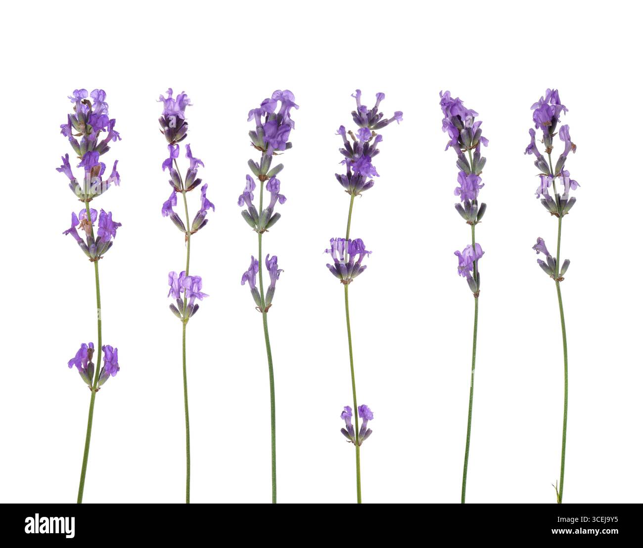 Fragrant lavender flowers isolated on white, set Stock Photo - Alamy