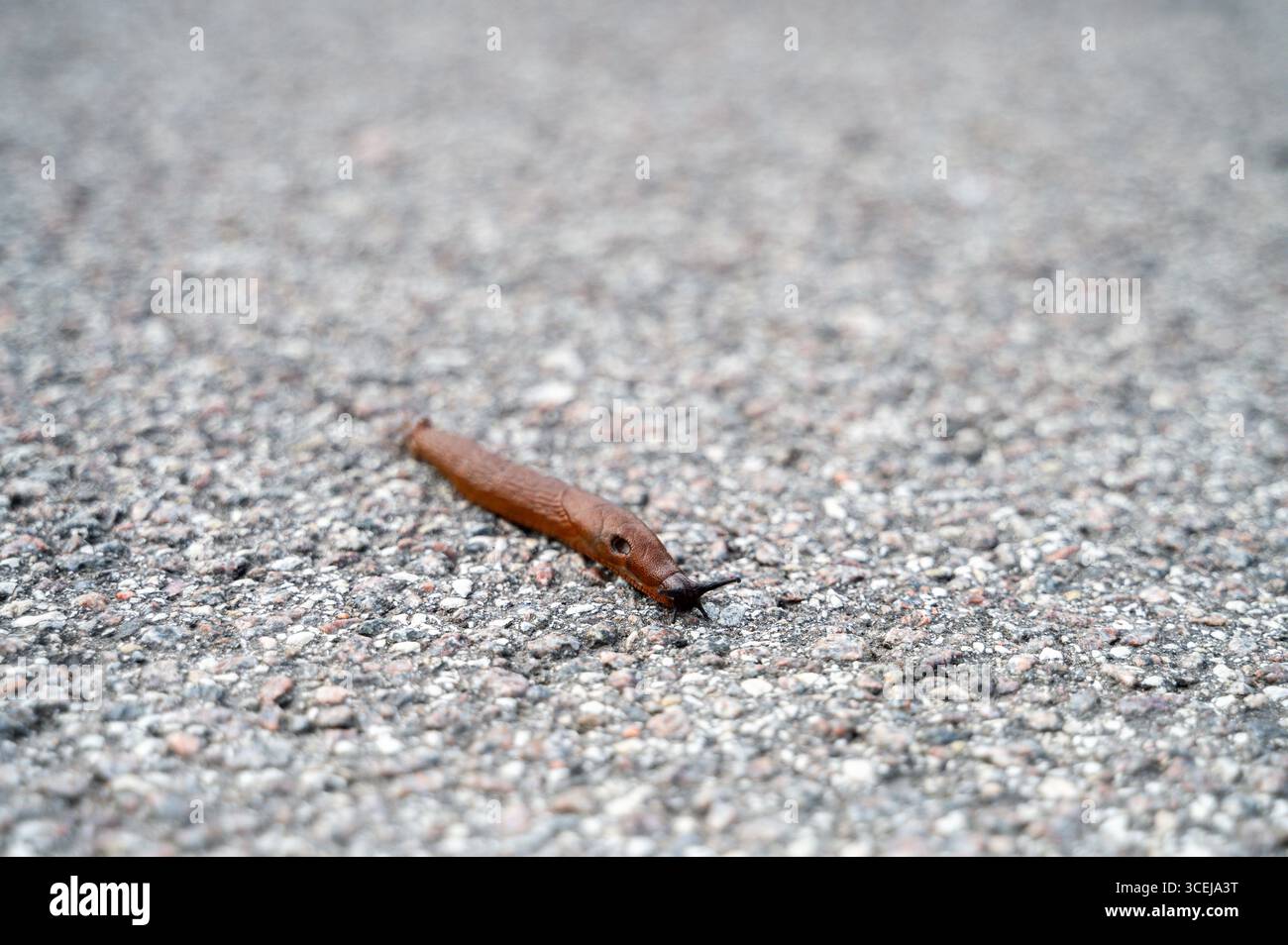 Invasive Spanish slug crawls across asphalt, illustrating environmental ...