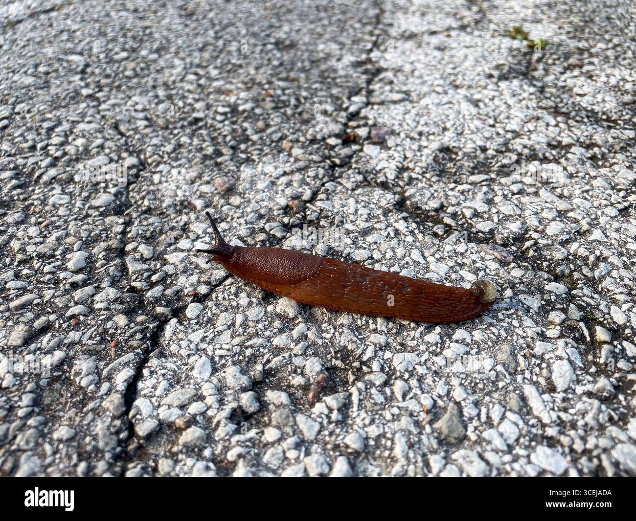 Invasive Spanish slug crawls across asphalt, illustrating environmental ...