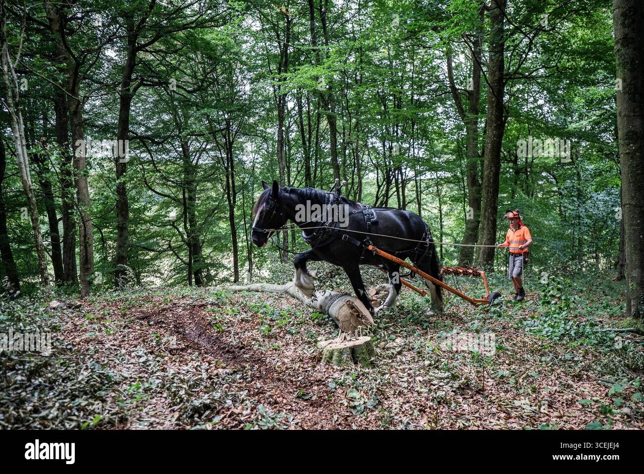 Full-time working Wessex Heavy Horses shirehorse, Flynn, and horse ...