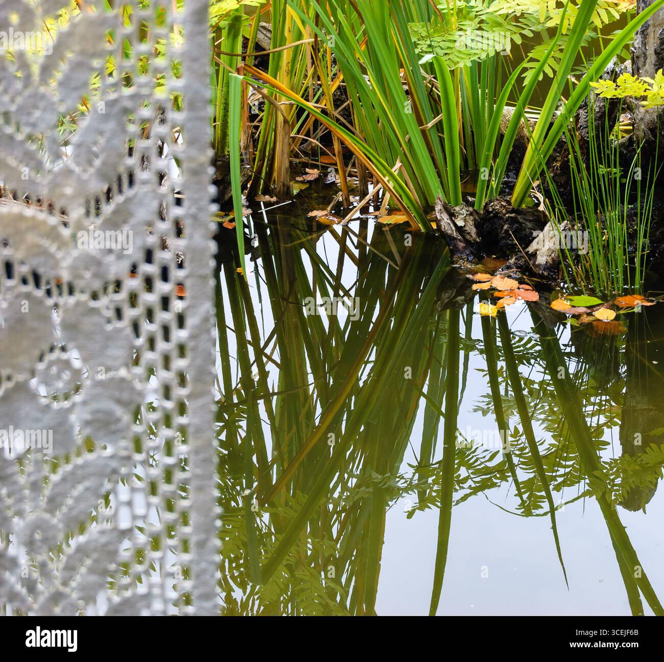 View from the window with lace curtain on the japanese style pond ...