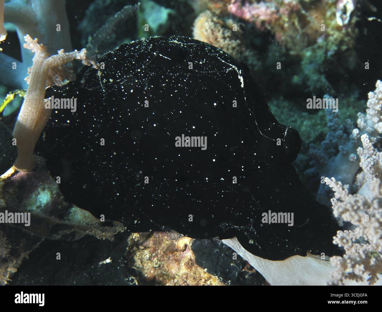 Seabed black sea underwater shot hi-res stock photography and images ...