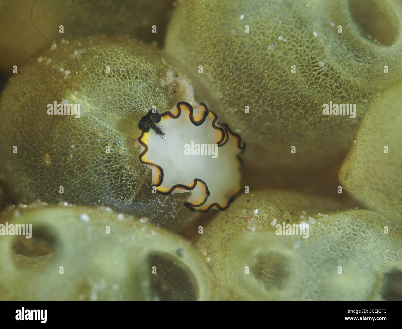 Yellow-white whirlpool worm (Pseudobiceros) with black edges on sea ...
