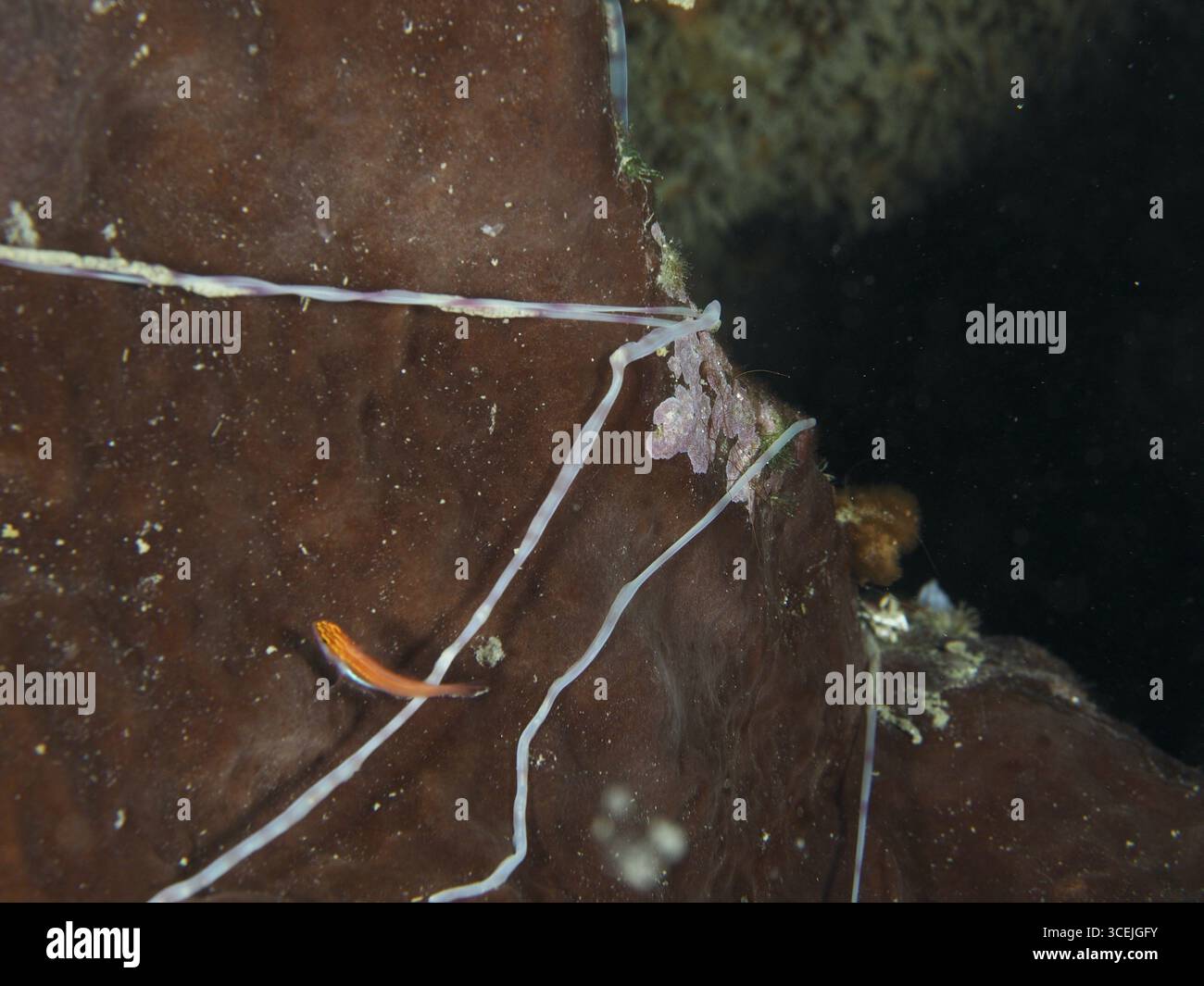 Medusa spaghetti worm hi-res stock photography and images - Alamy