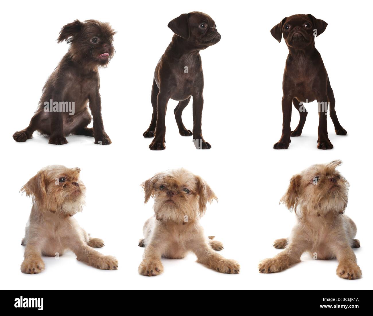 Cute Griffon puppies isolated on white, collage. Adorable dogs Stock ...