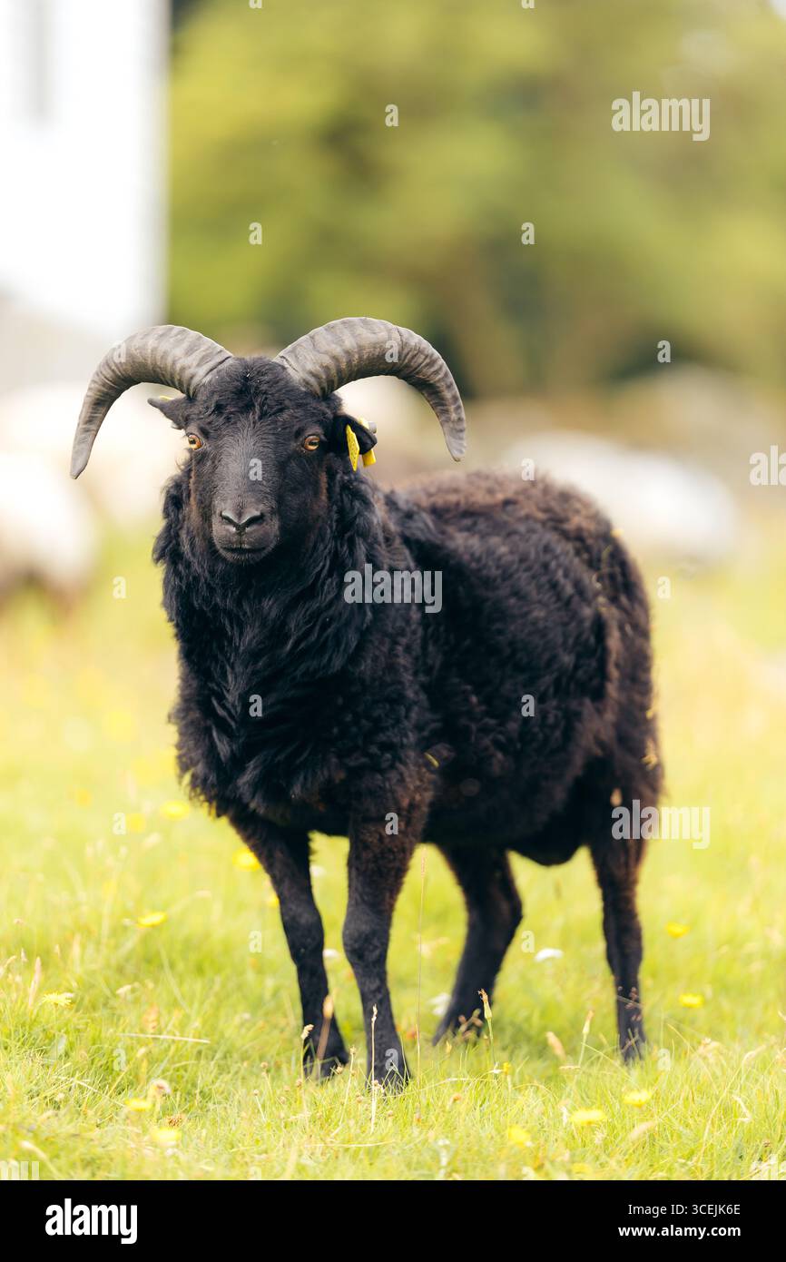 Rare nordic sheep hi-res stock photography and images - Alamy
