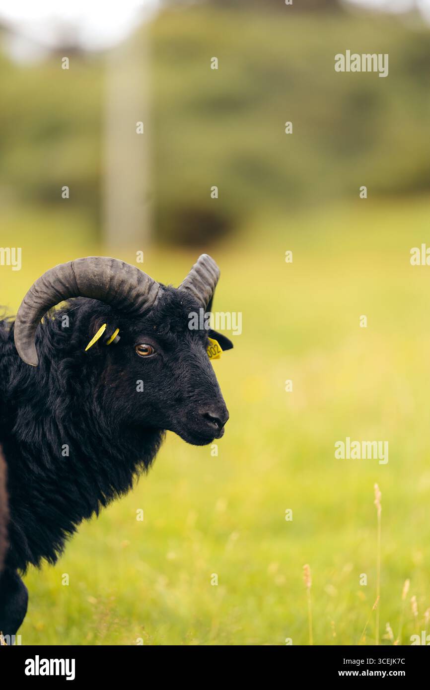 Rare nordic sheep hi-res stock photography and images - Alamy