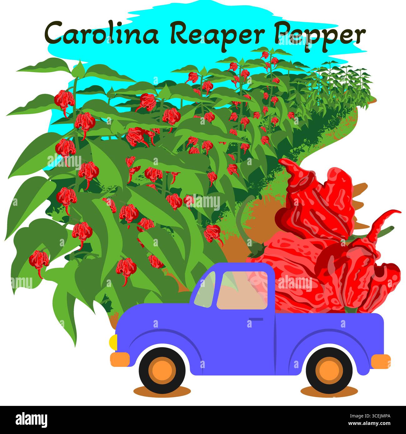 Truck loaded with Carolina Reaper peppers or HP22B. Chili peppers ...