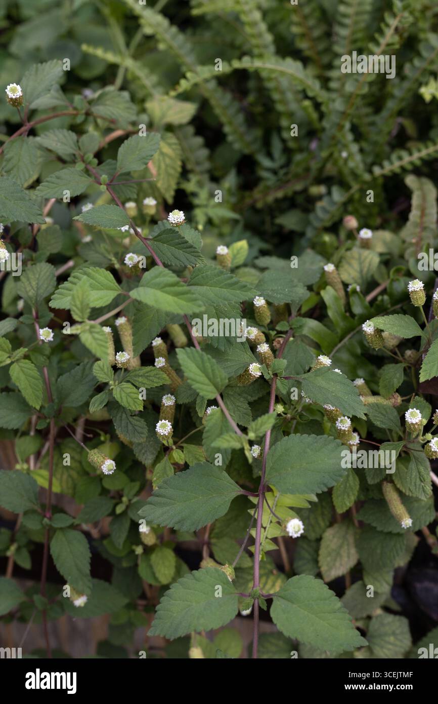 Lippia dulcis - Mexican lippia Stock Photo - Alamy