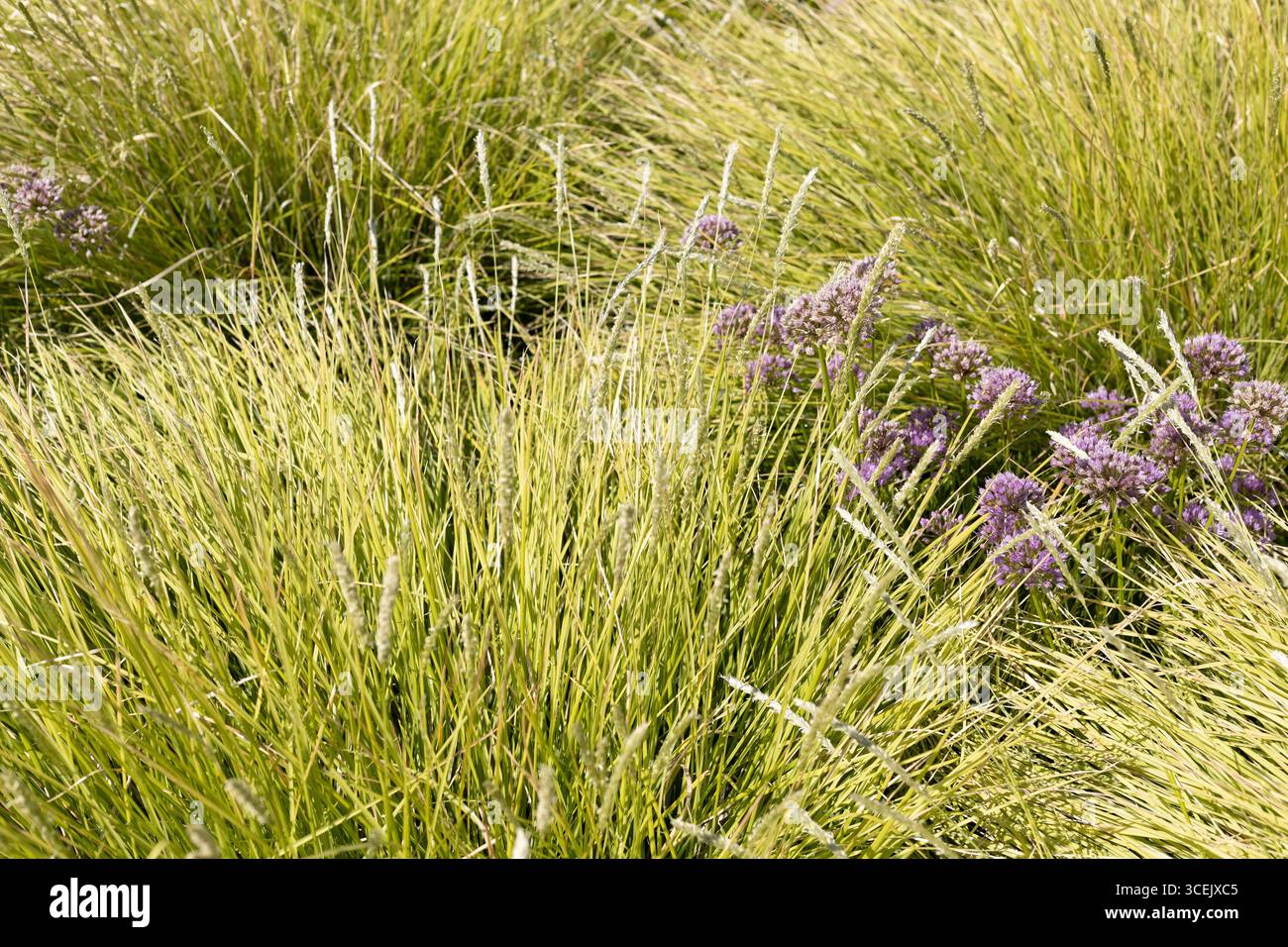 Sesleria autumnalis - autumn moor grass Stock Photo - Alamy