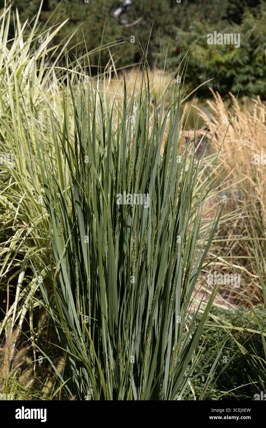 Panicum virgatum northwind switchgrass hi-res stock photography and ...