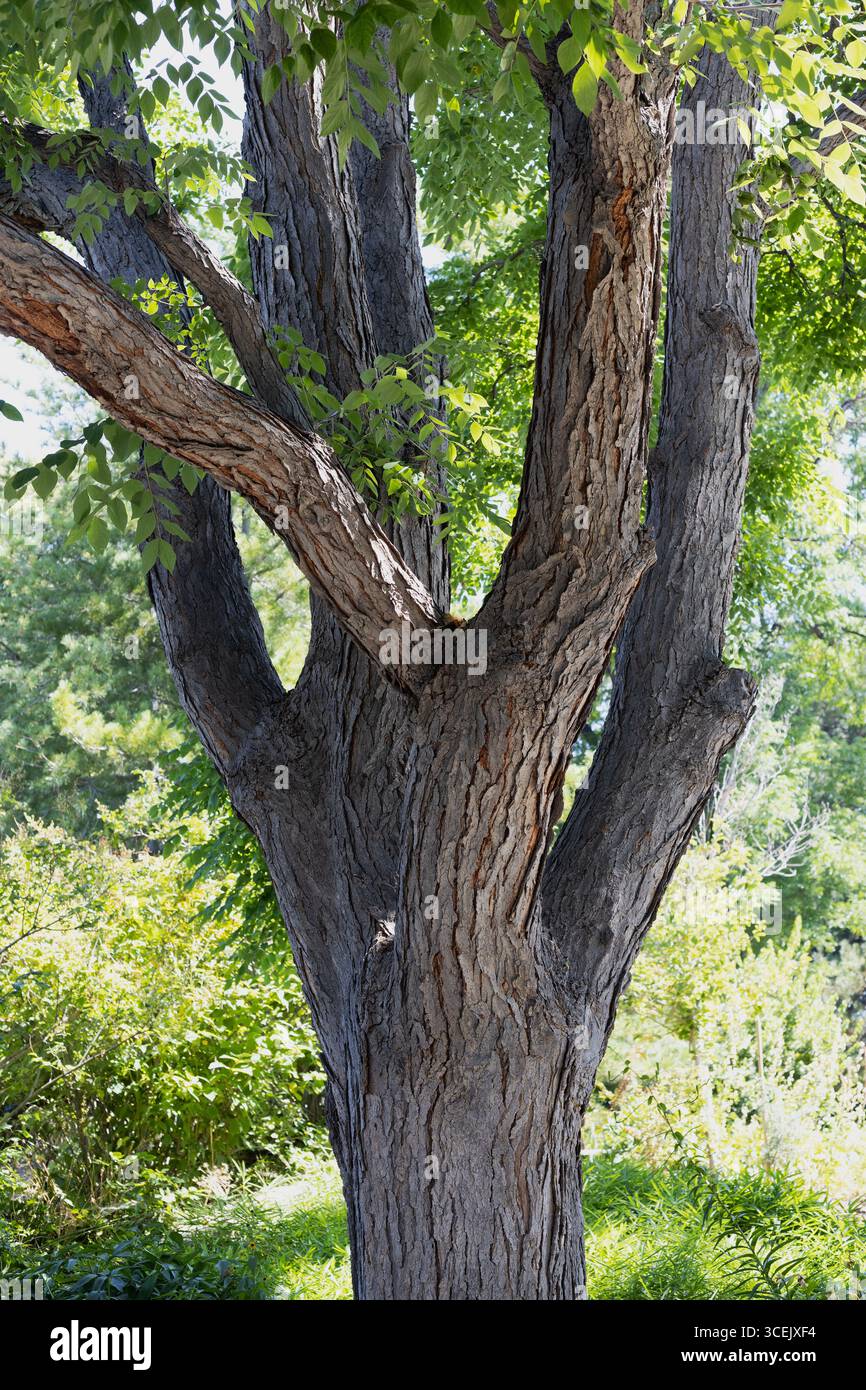 Gymnocladus dioicus - Kentucky coffee tree Stock Photo - Alamy