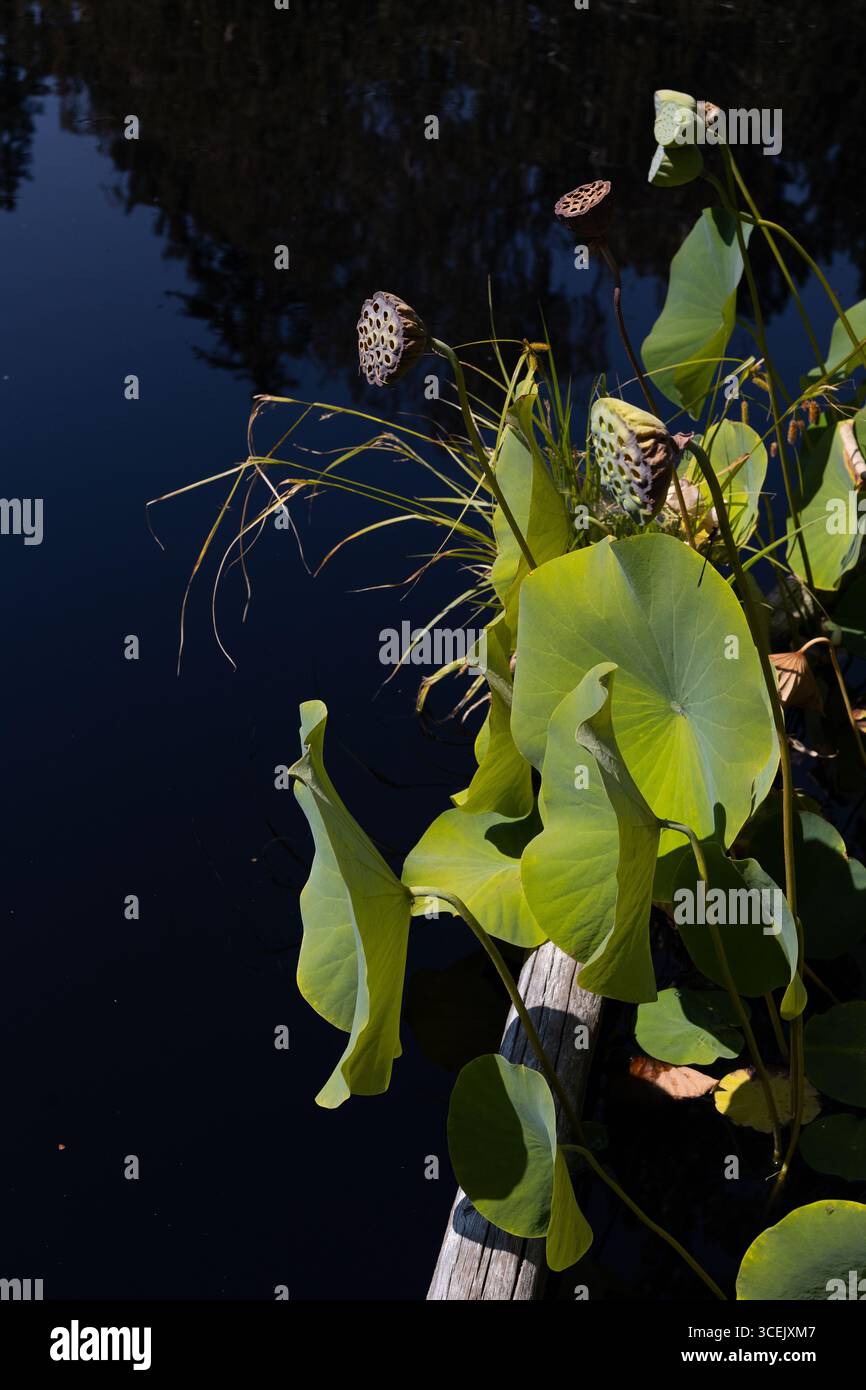 Nelumbo nucifera 'Mrs. Perry D. Slocum' lotus Stock Photo - Alamy