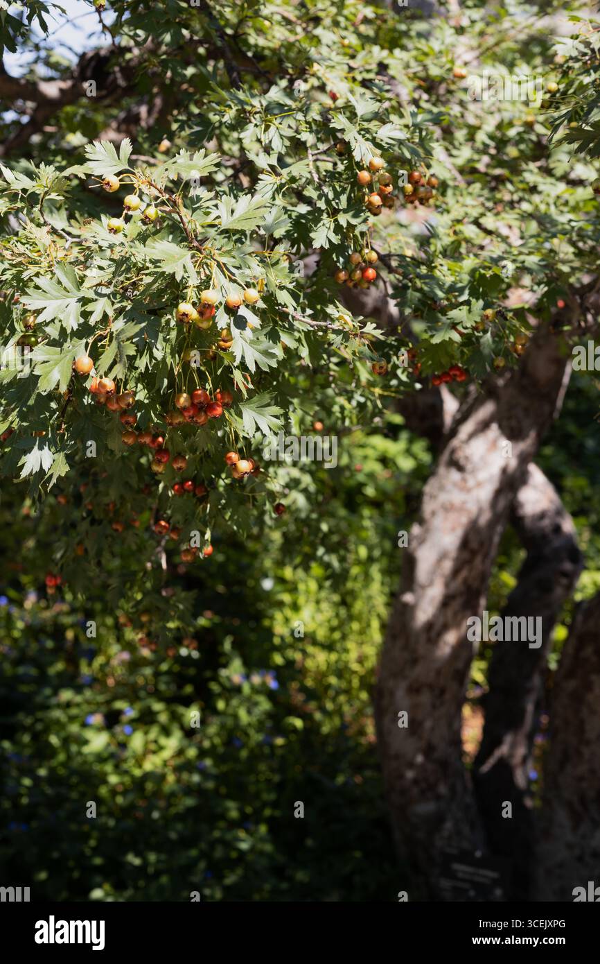 Crataegus ambigua hi-res stock photography and images - Alamy