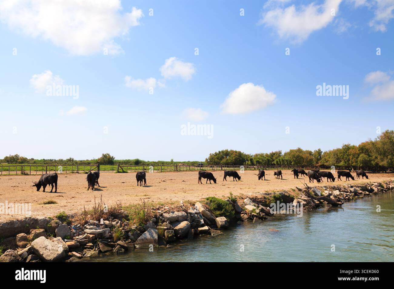 Tourist boat trip up the Little Rhone River in the Camargue to see the ...