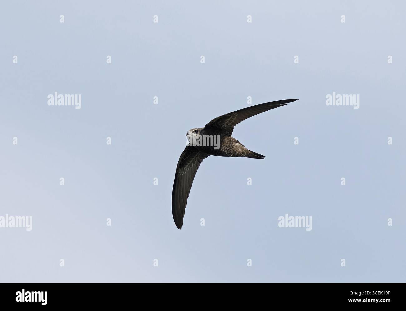Bird wings isolated in hi-res stock photography and images - Alamy