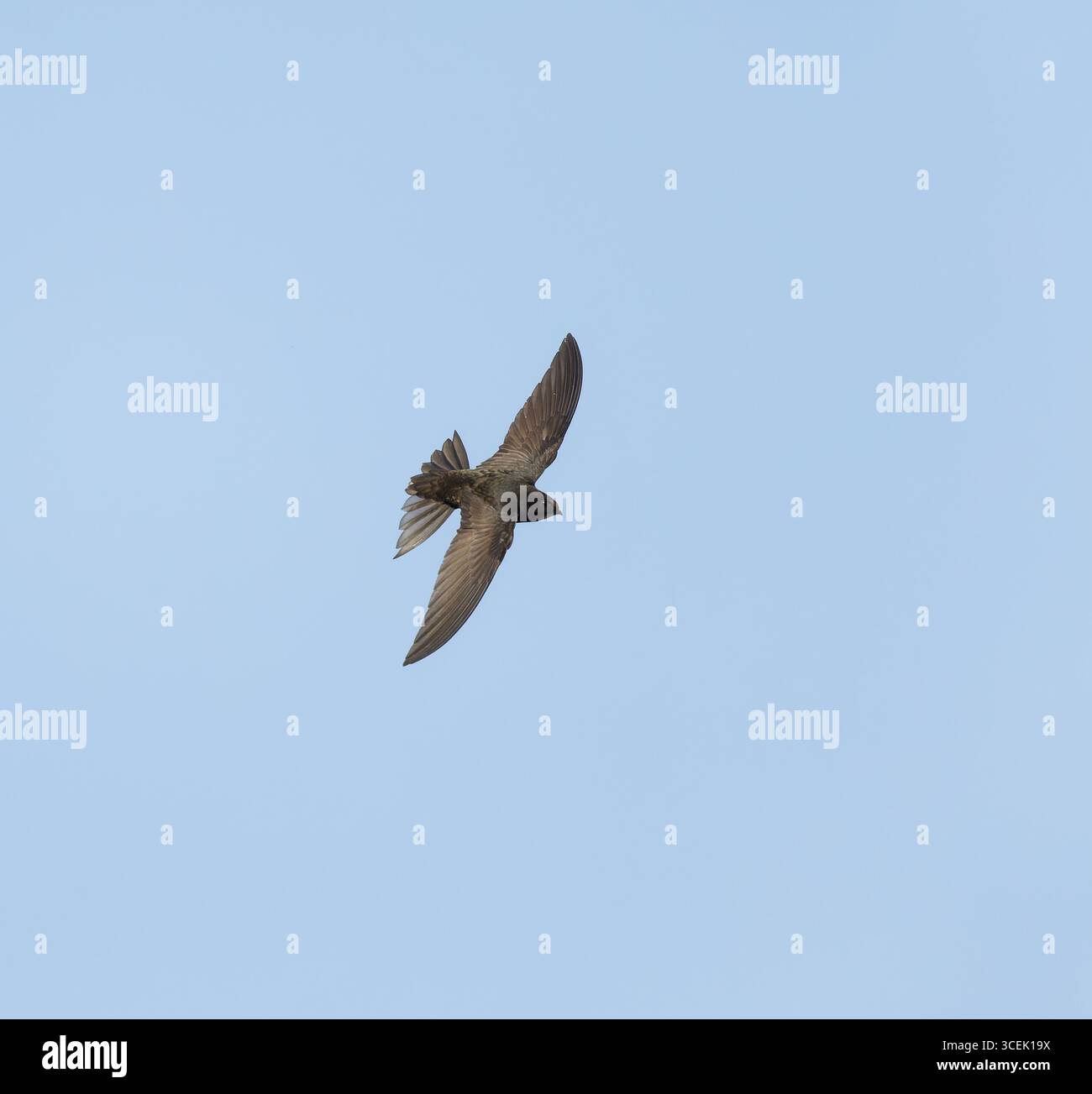 Bird wings isolated in hi-res stock photography and images - Alamy