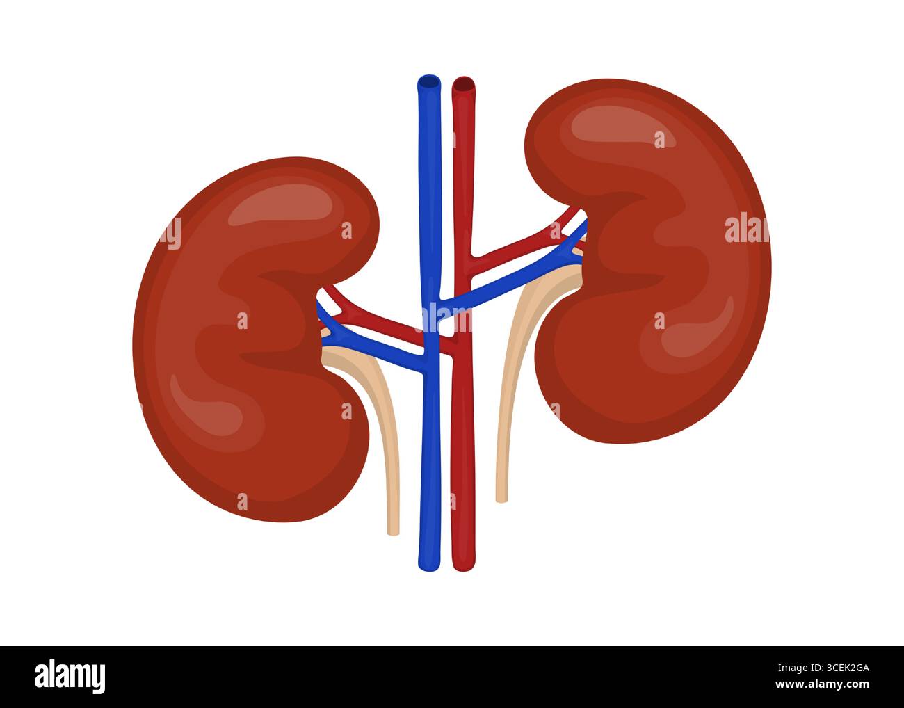 Realistic anatomical illustration of human kidneys with arteries and ...