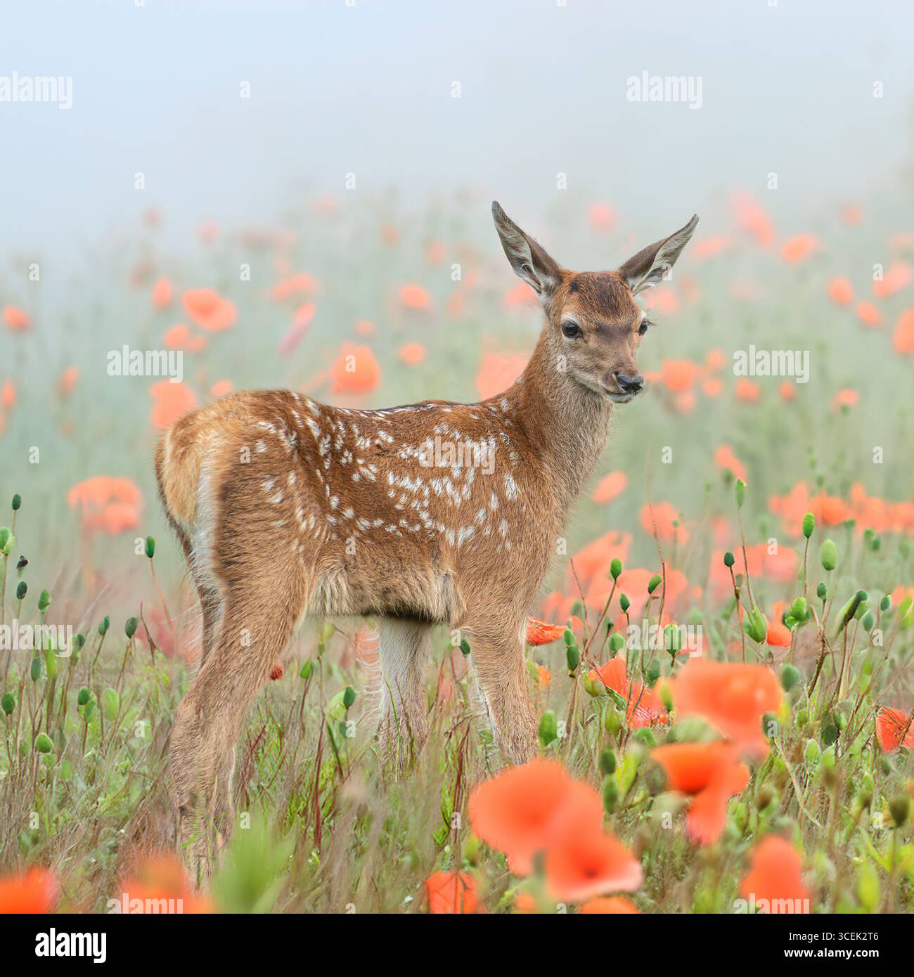 baby fallow deer in summer poppies Stock Photo - Alamy