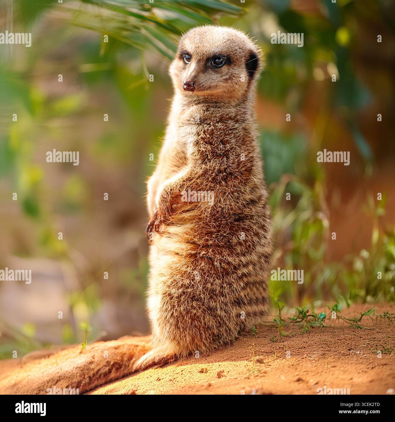 Meerkat suricata suricatta male hi-res stock photography and images - Alamy