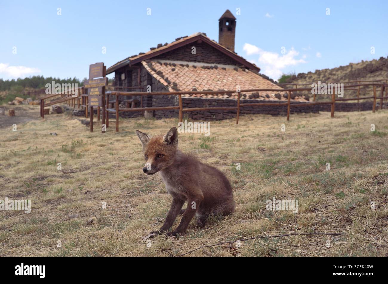 Vulpes vulpes etna fox hi-res stock photography and images - Alamy