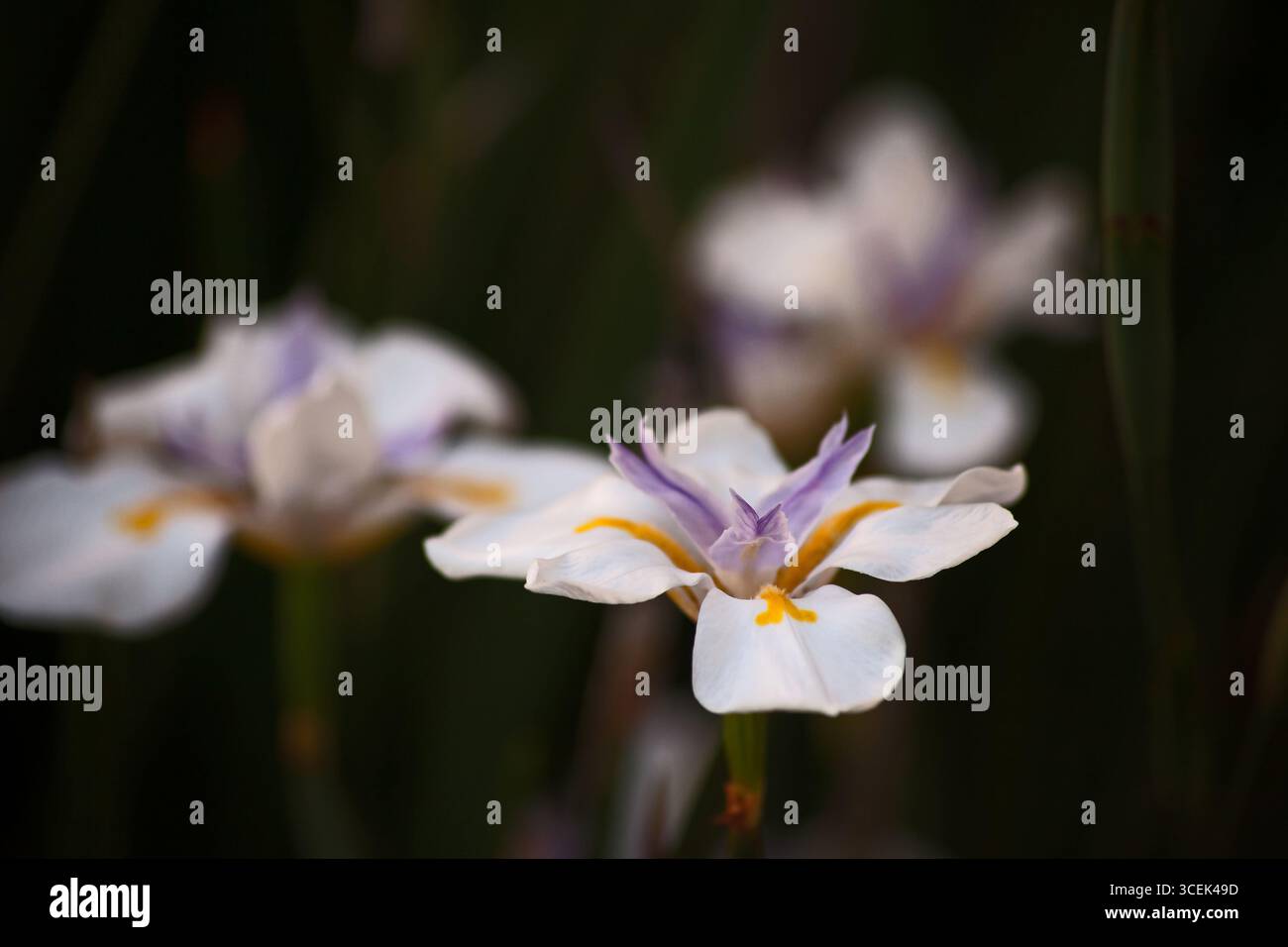 White flower african wild hi-res stock photography and images - Alamy