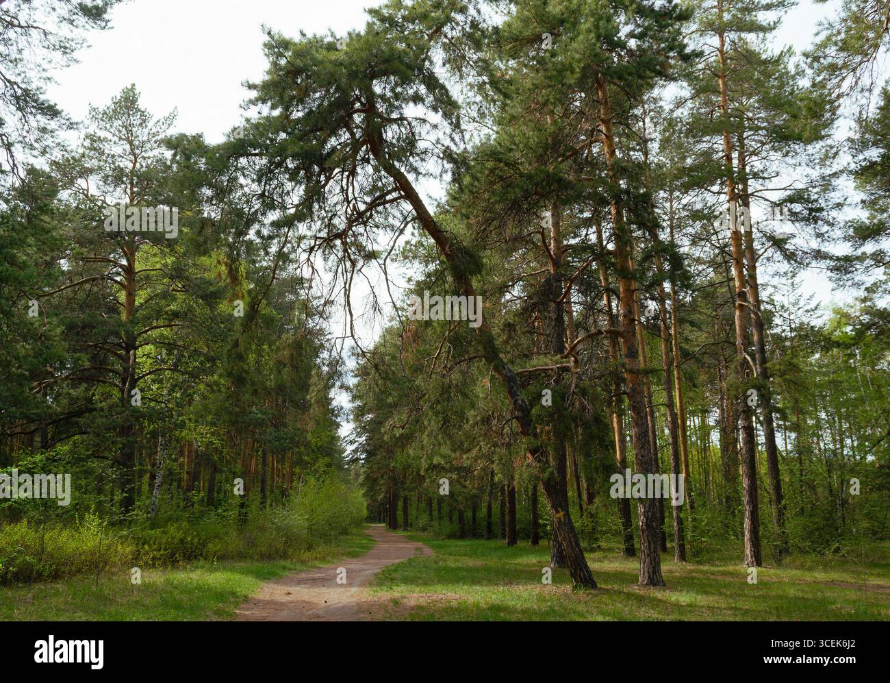 The forest trail passes under a sloping pine tree in a picturesque ...
