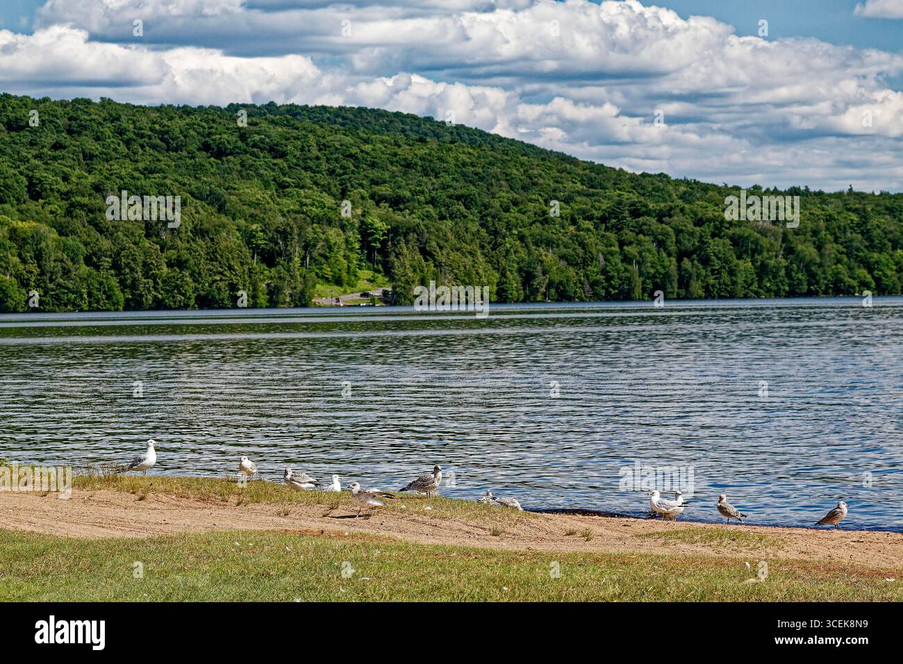 lake scene, water, seagulls on shoreline, birds, green hills, nature ...