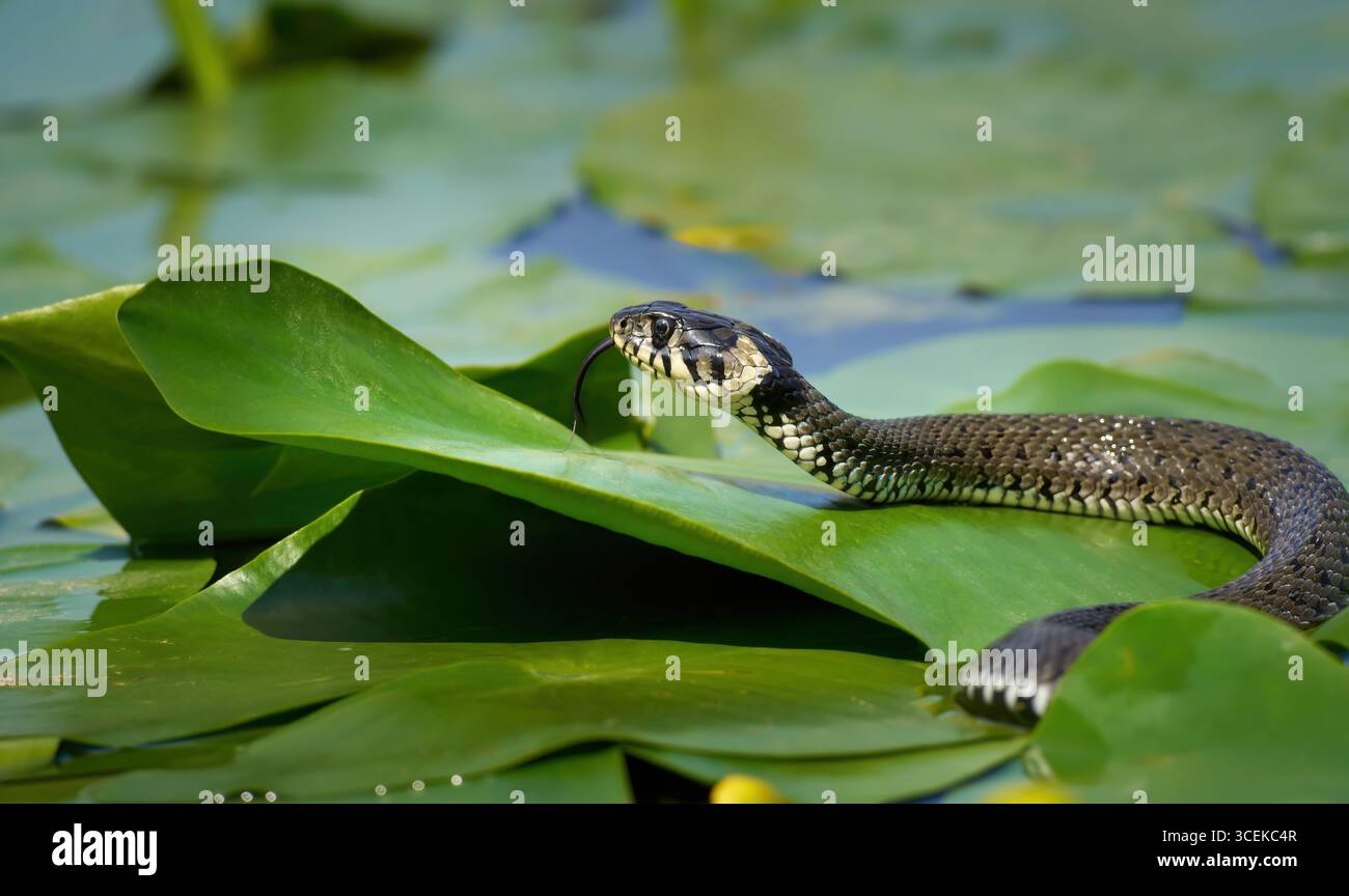 Grass Snake (Natrix natrix) with flickering tongue on large green ...