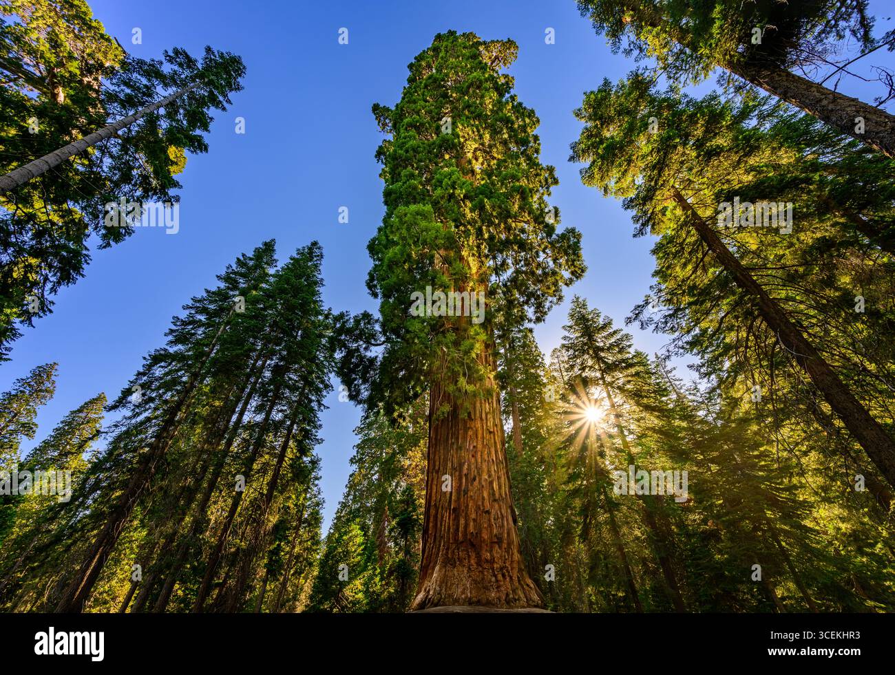 The magnificent giant Sequoia trees in Sequoia National Forest in ...