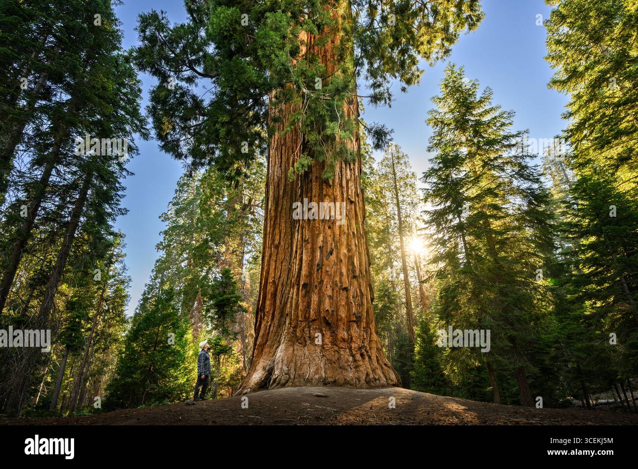 The magnificent giant Sequoia trees in Sequoia National Forest in ...