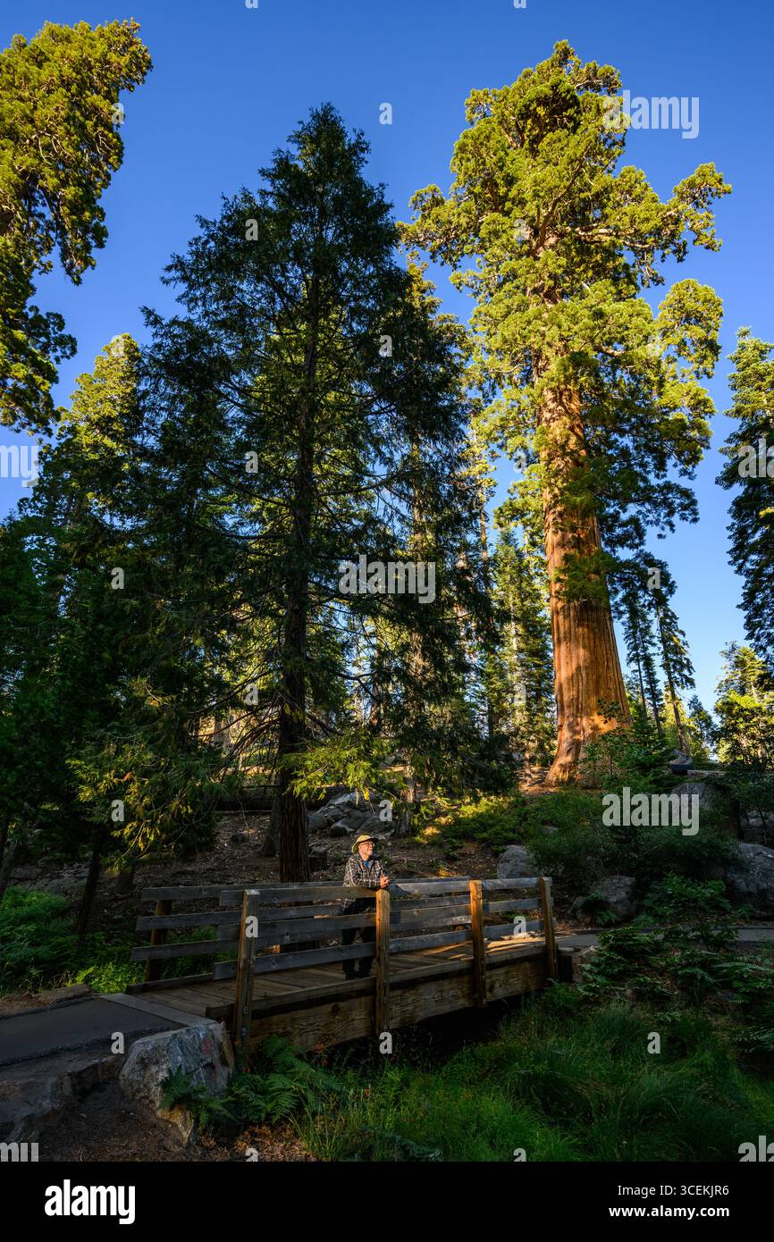 The magnificent giant Sequoia trees in Sequoia National Forest in ...