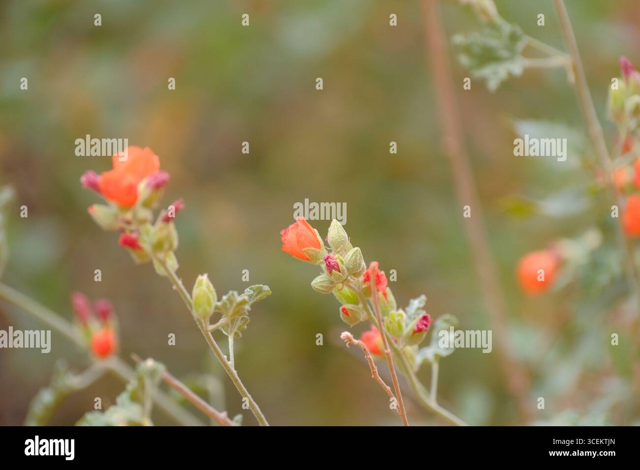 Globemallow sphaeralcea hi-res stock photography and images - Alamy