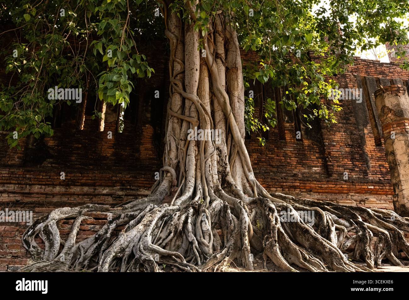 Roots of the holy tree at Buddhist temple in Ayutthaya Thailand Stock ...