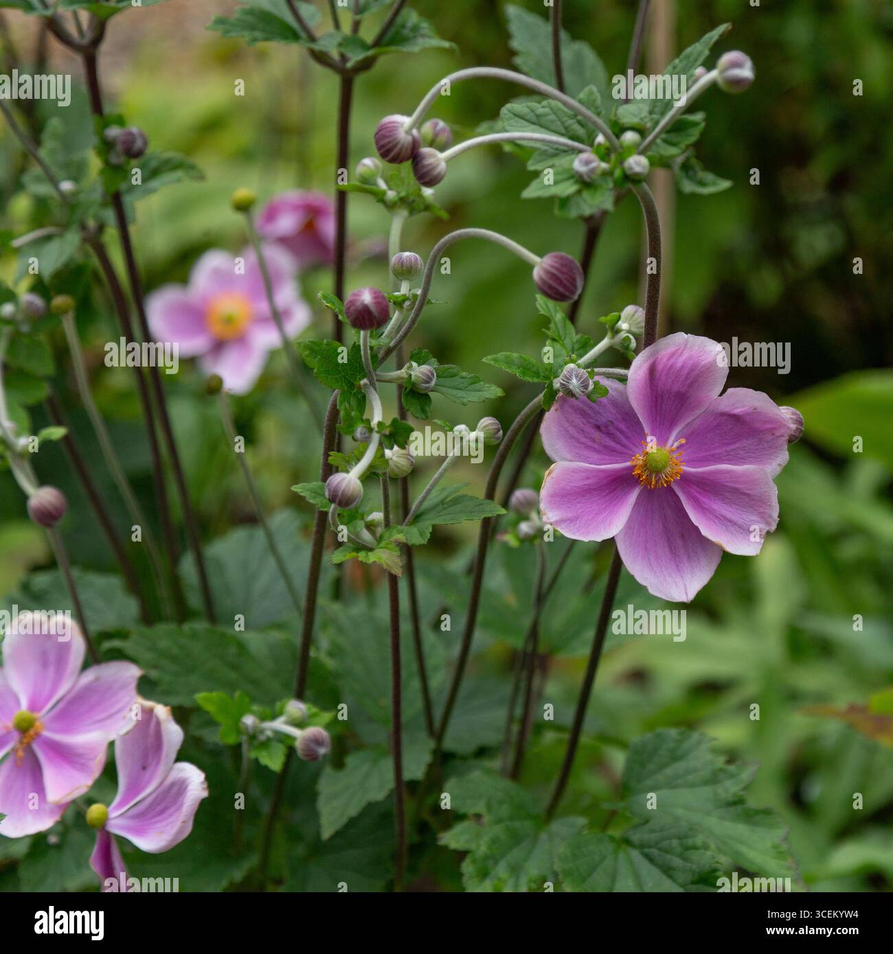 Pink Japanese anemones in full flower Stock Photo - Alamy