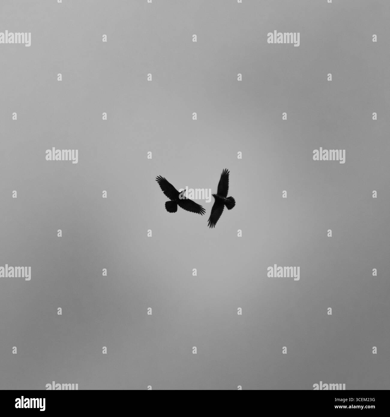 Pair of ravens Black and White Stock Photos & Images - Alamy