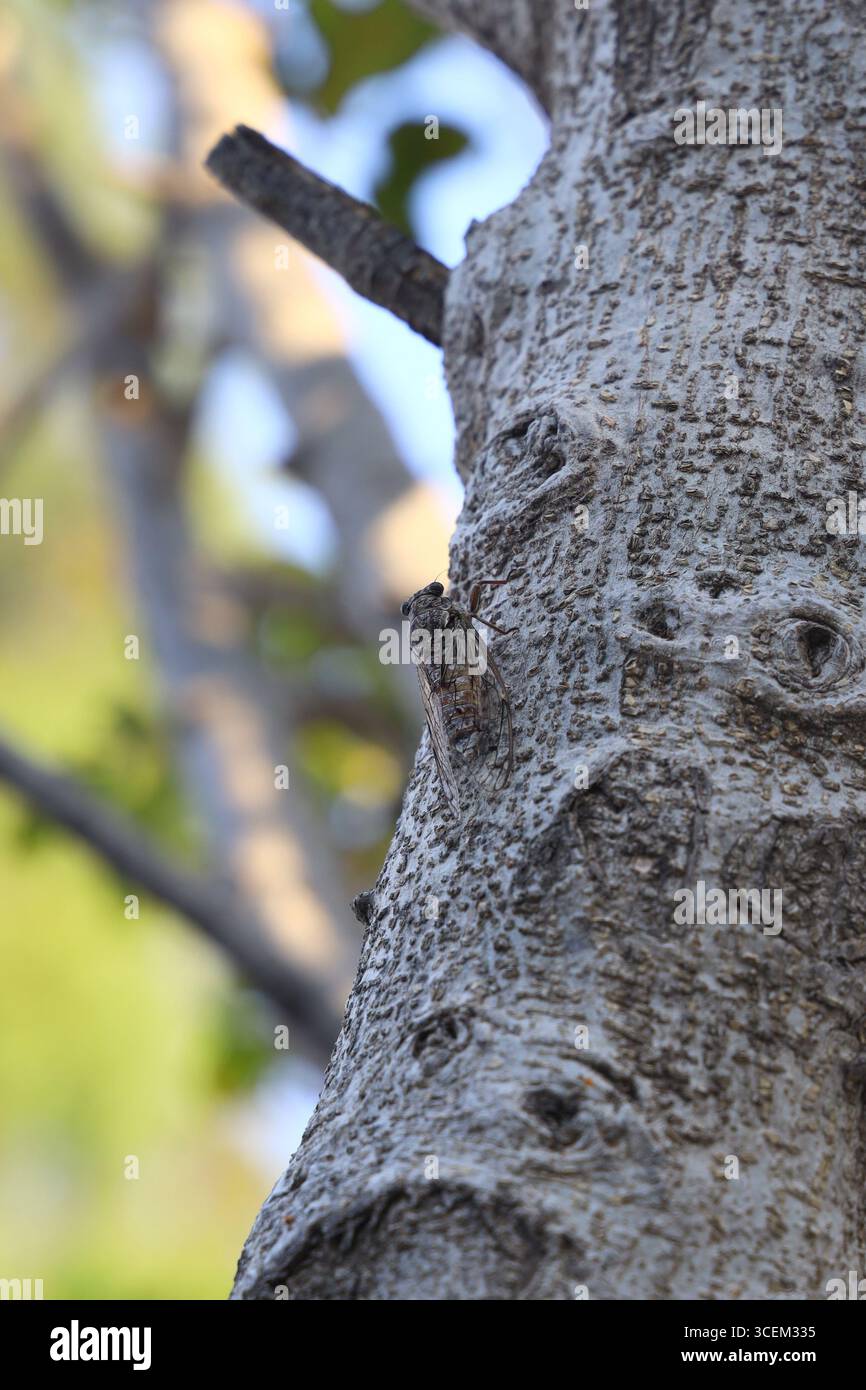 A cicada sits on a fig tree on summer, closeup shot Stock Photo - Alamy