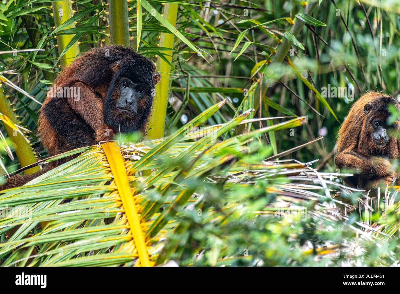 Howler monkey, Alouatta discolor on a tree in the brazilian jungle at ...