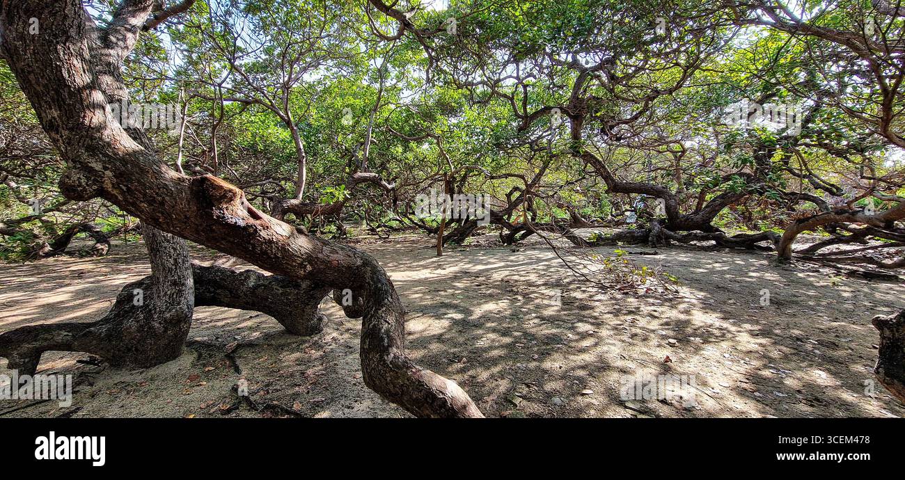 The world's largest cashew tree with many branches at Natal, Rio Grande ...