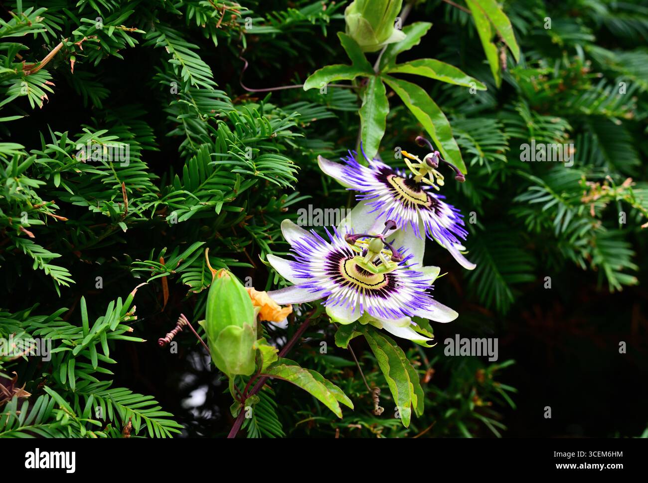 Blue Passionflower - climbing, perennial, herbaceous plant Stock Photo ...