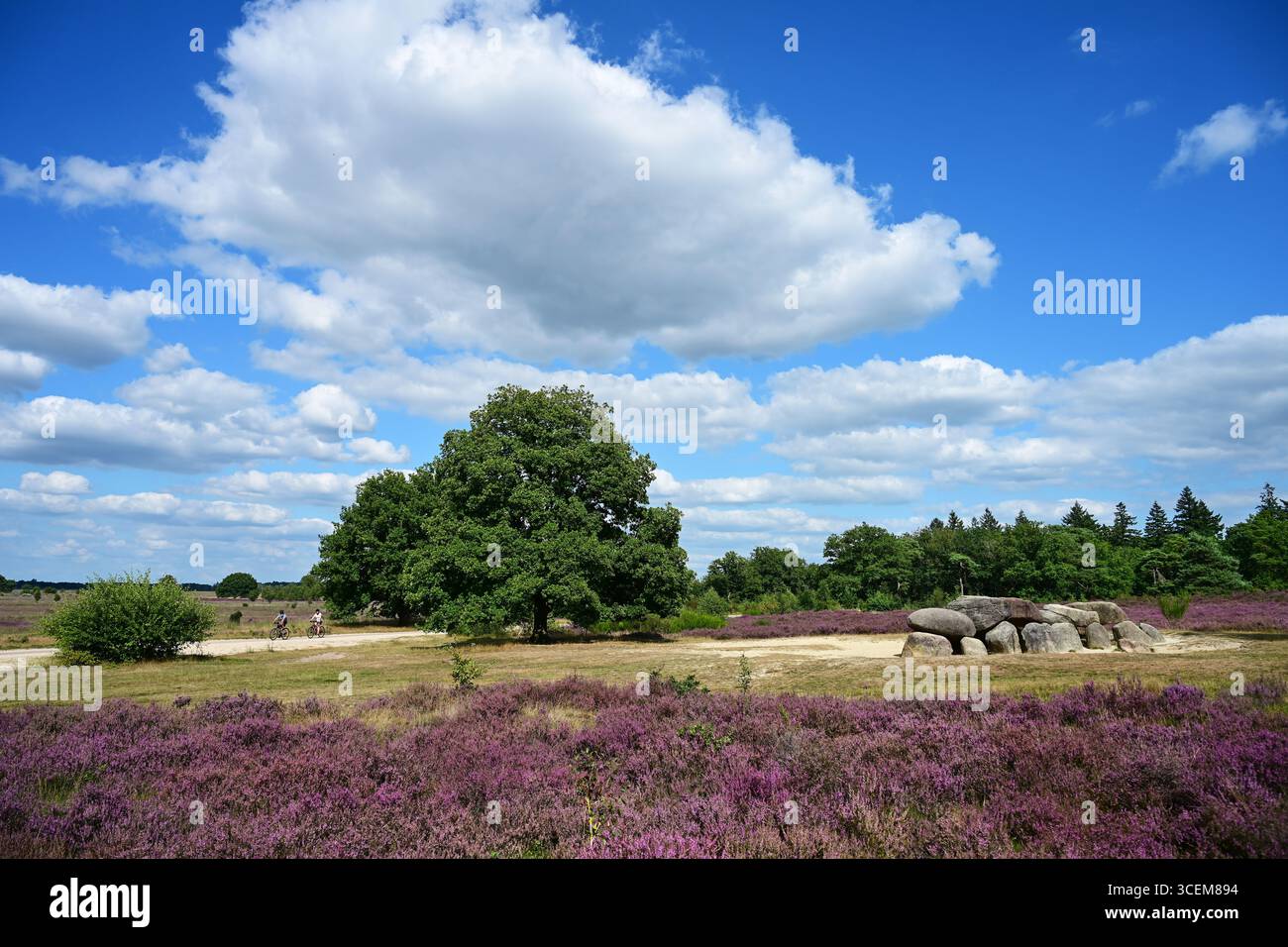 Blooming heather nature reserve hi-res stock photography and images - Alamy