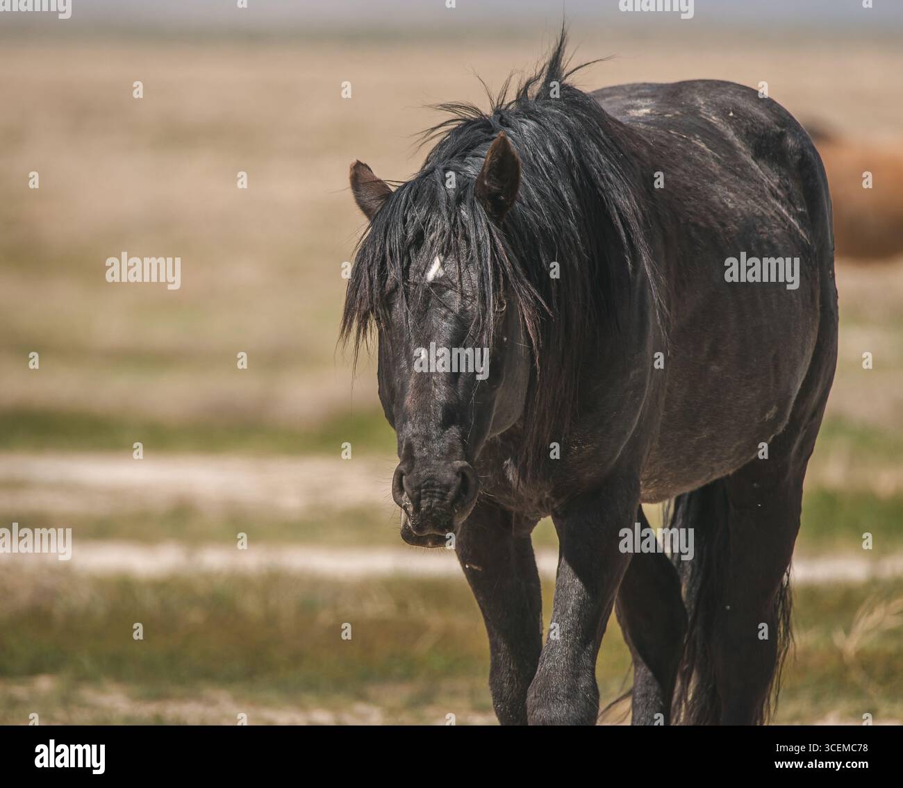 A black mustang in the Utah, USA desert Stock Photo - Alamy