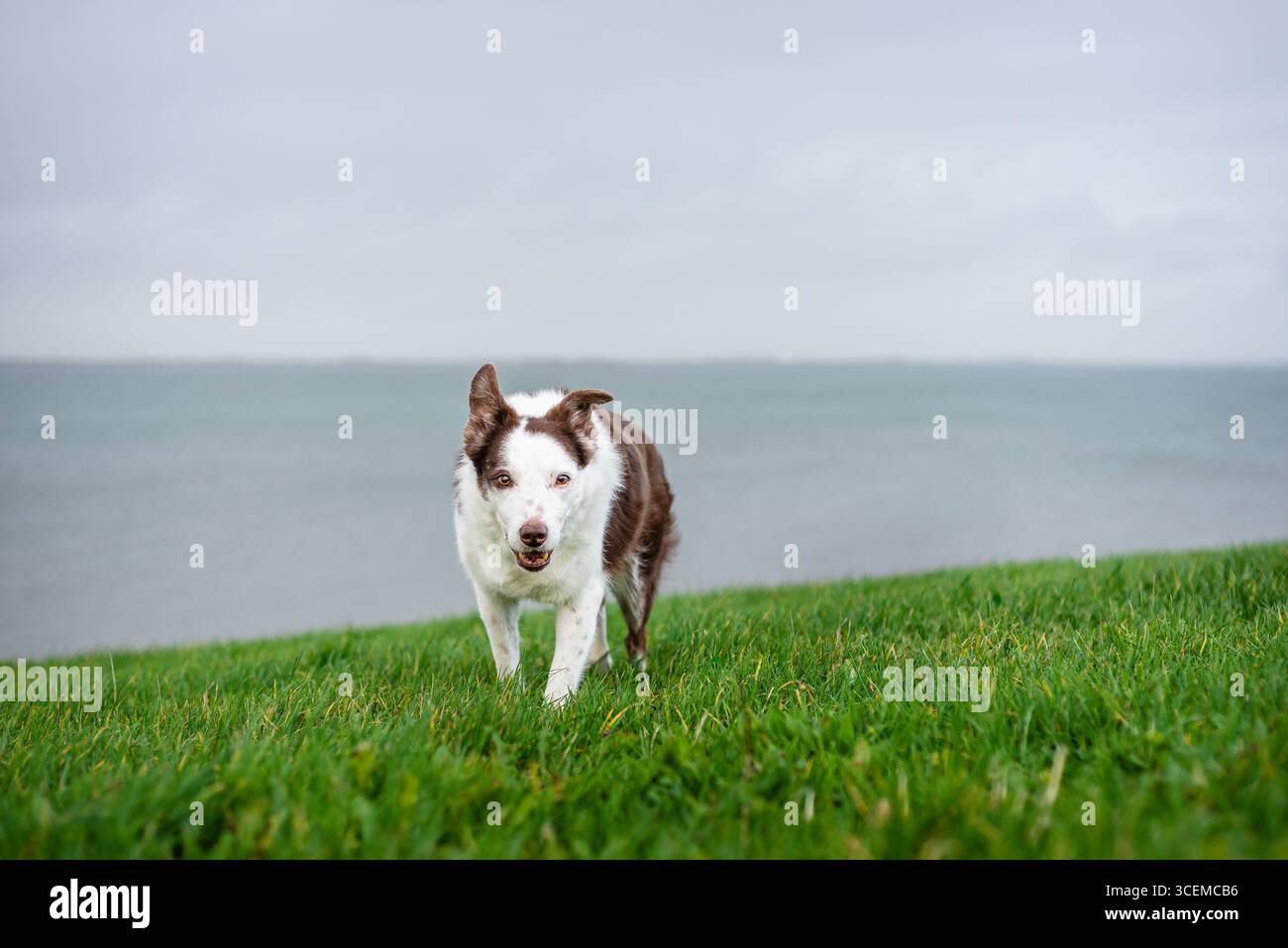 13 year old border collie walking towards the camera in a grassy field ...