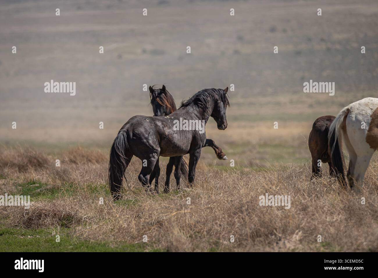Stand up and fight horse hi-res stock photography and images - Alamy